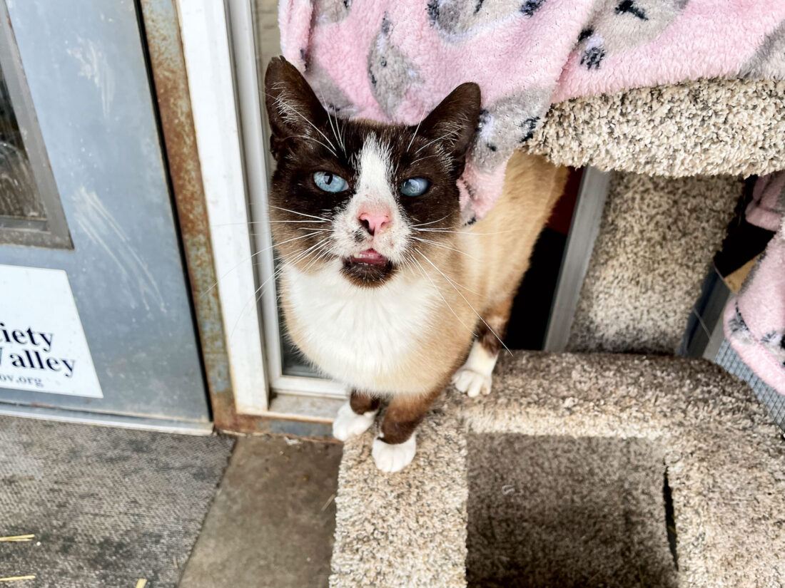 Fur Good Measure: Humane Society of the Ohio Valley readies fundraisers ...